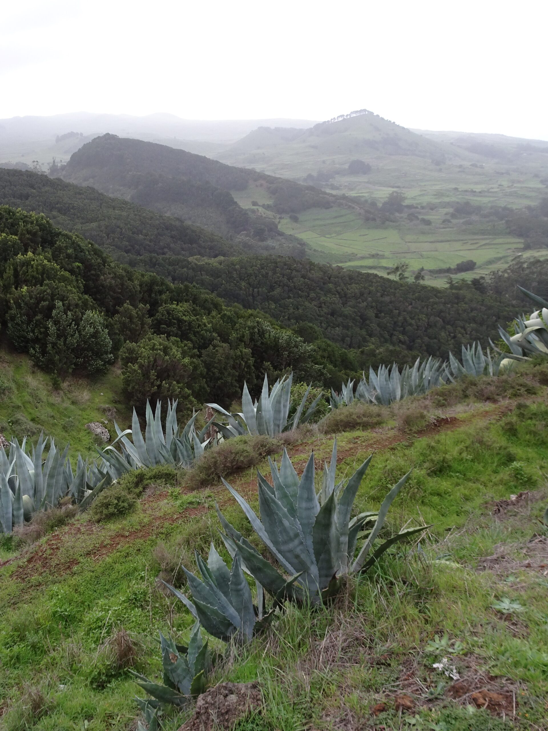 15 Amazing Things to Do on El Hierro, the Canary Islands’ Hidden Gem ...
