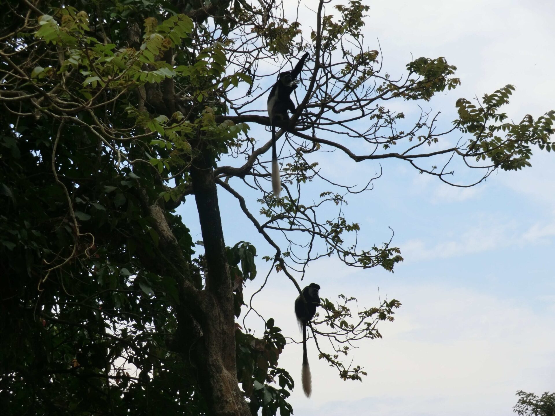 5 Awesome Things to Do in Entebbe, Uganda - Perchance to Roam