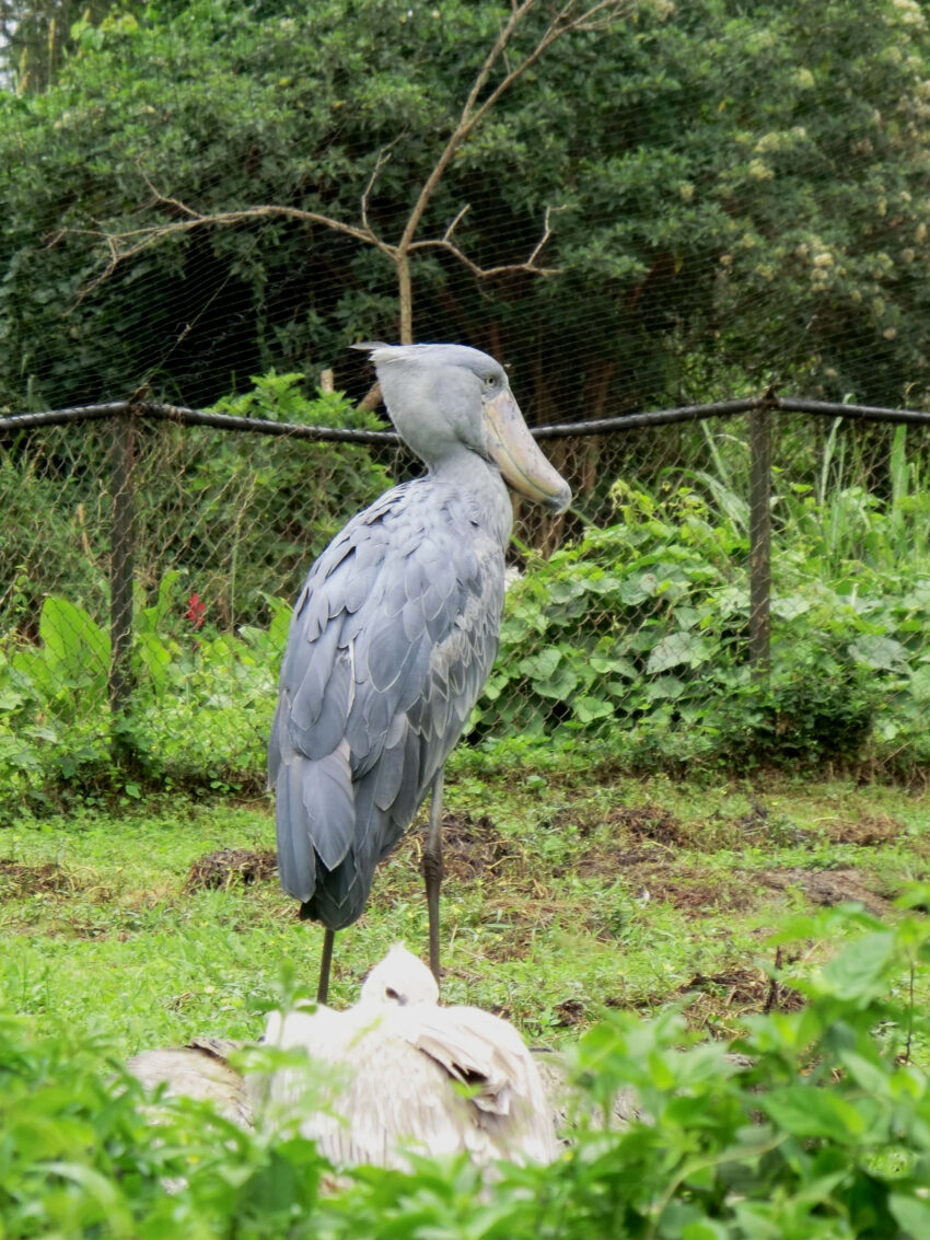 5 Awesome Things to Do in Entebbe, Uganda - Perchance to Roam