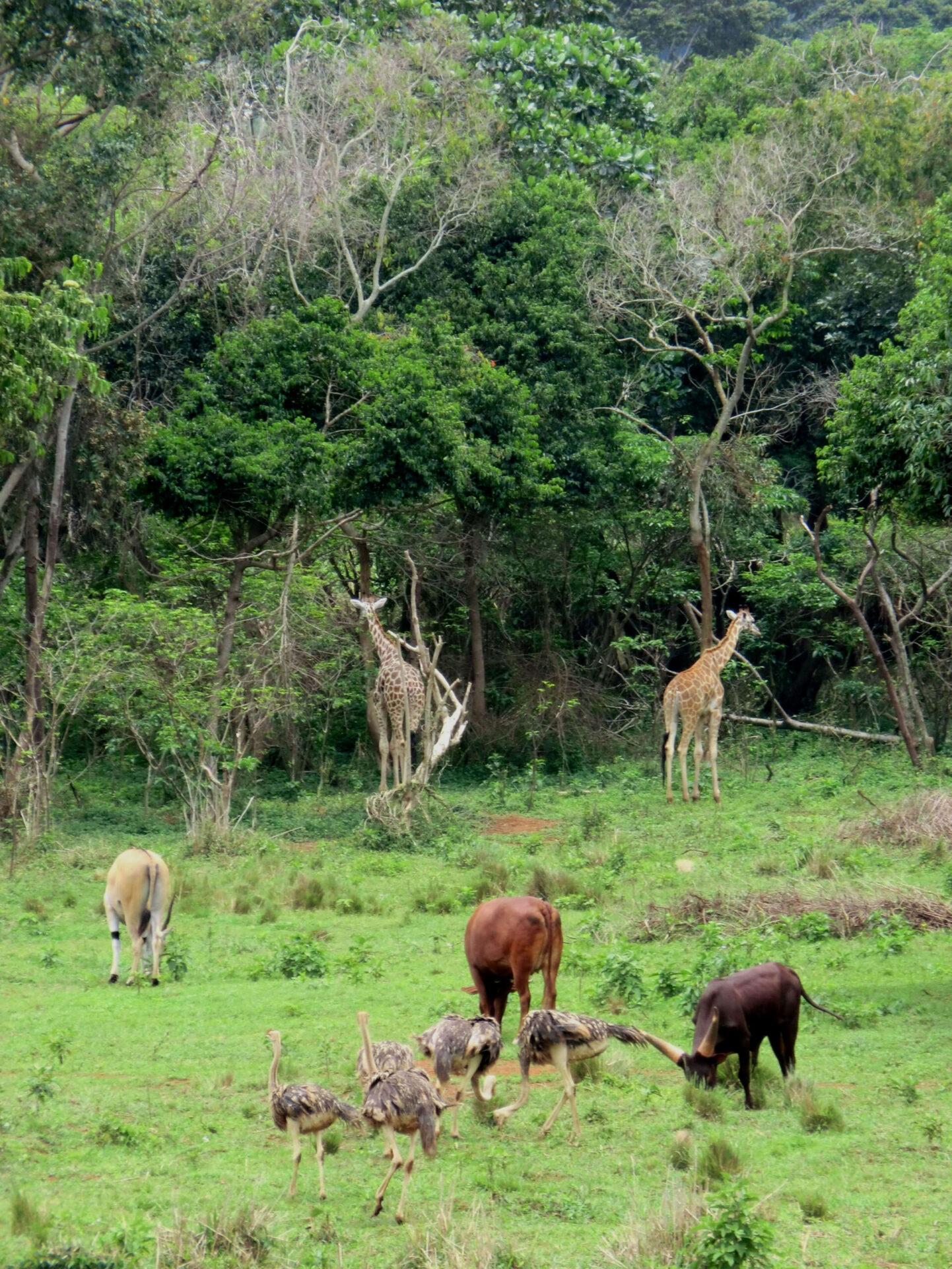 5 Awesome Things to Do in Entebbe, Uganda - Perchance to Roam