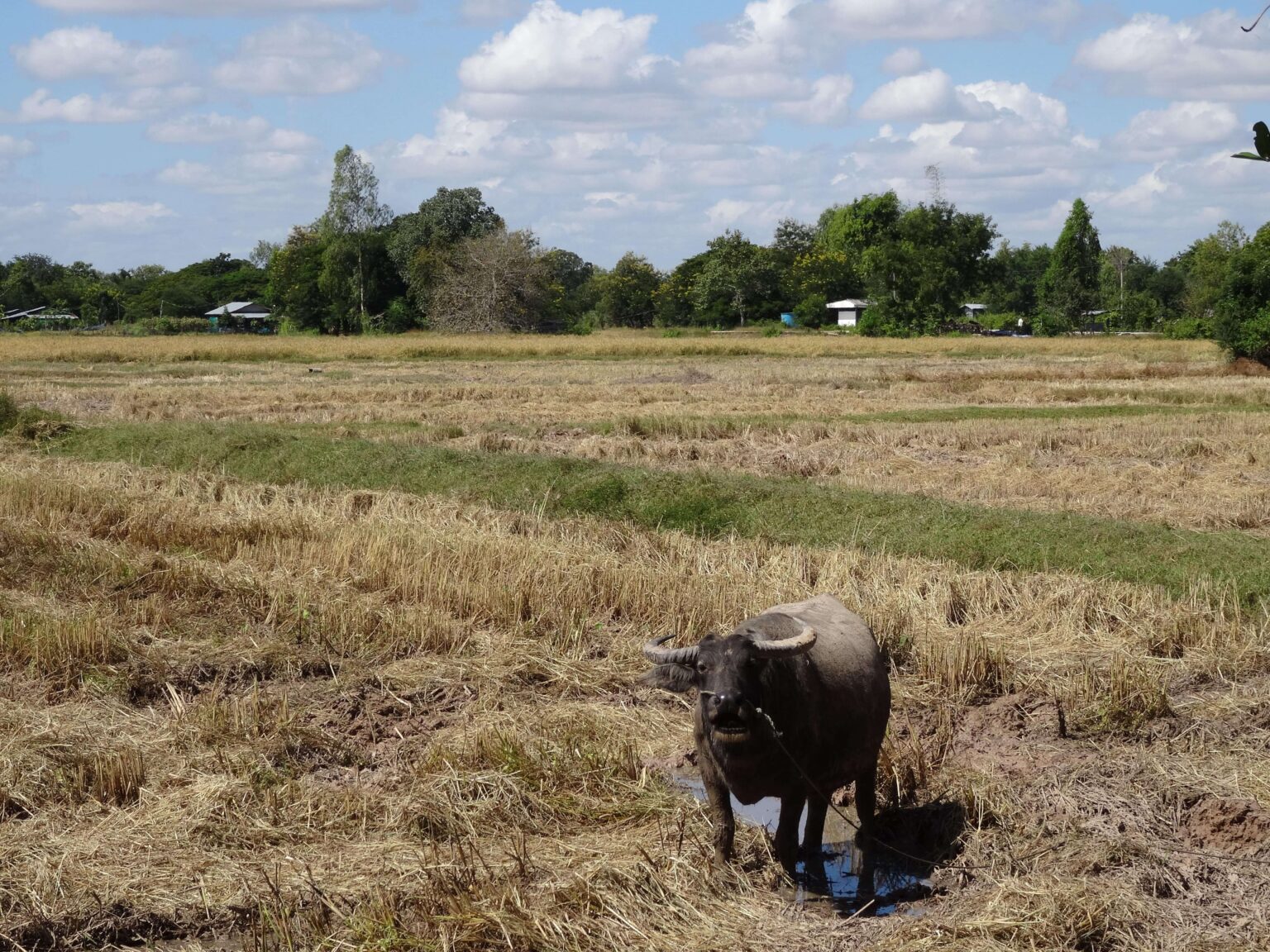 6 Great Things to Do in Surin, Thailand Apart from the Surin Elephant ...