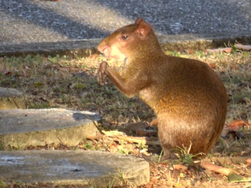 Wildlife Spotting in Panama – 18 Exotic Animals and Where to See Them