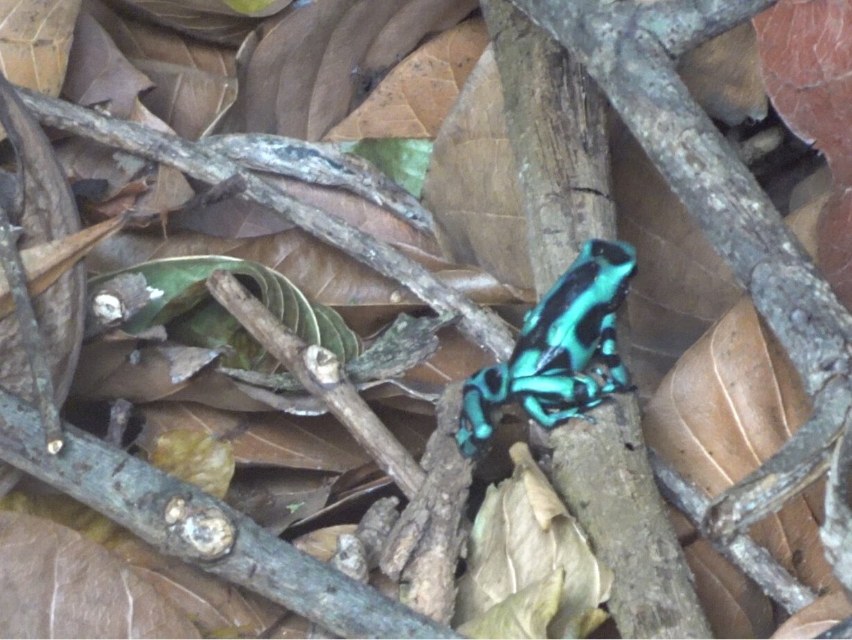 Wildlife Spotting in Panama – 18 Exotic Animals and Where to See Them ...