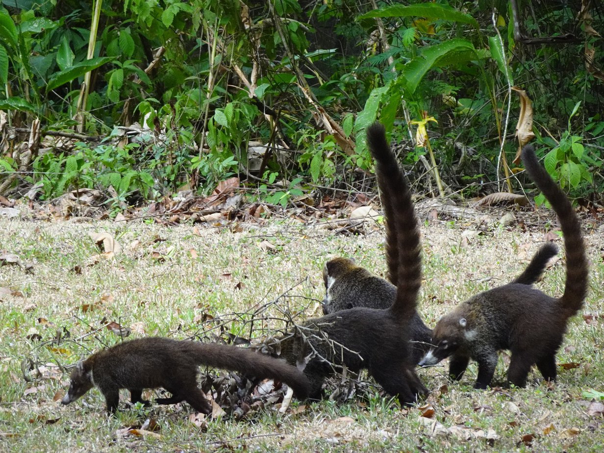 Wildlife Spotting in Panama – 18 Exotic Animals and Where to See Them