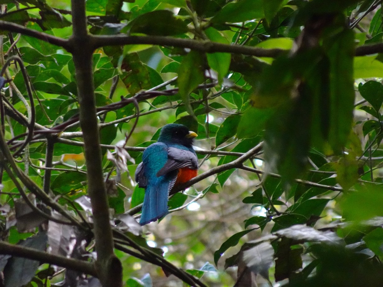 Wildlife Spotting in Panama – 18 Exotic Animals and Where to See Them