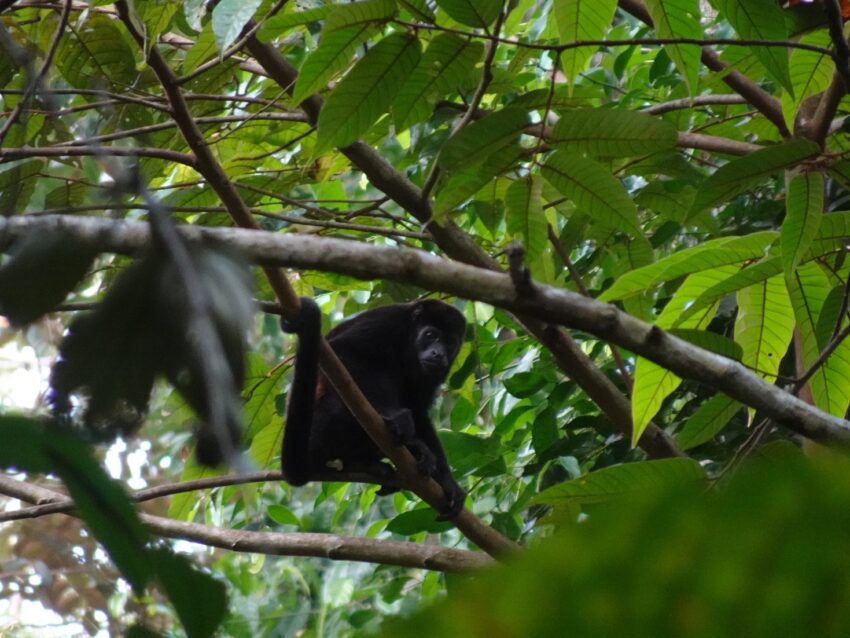 Wildlife Spotting in Panama – 18 Exotic Animals and Where to See Them