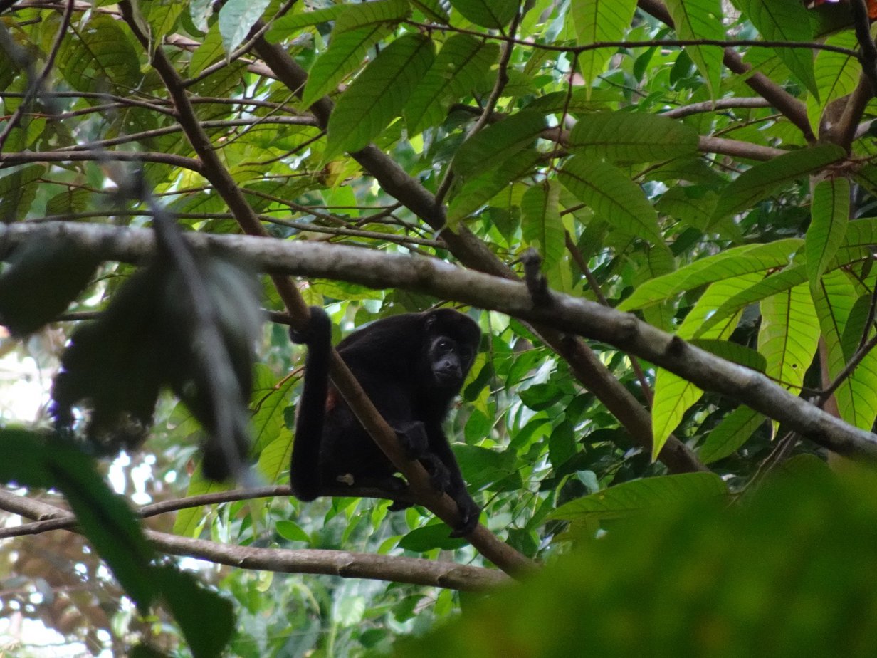 Wildlife Spotting in Panama – 18 Exotic Animals and Where to See Them