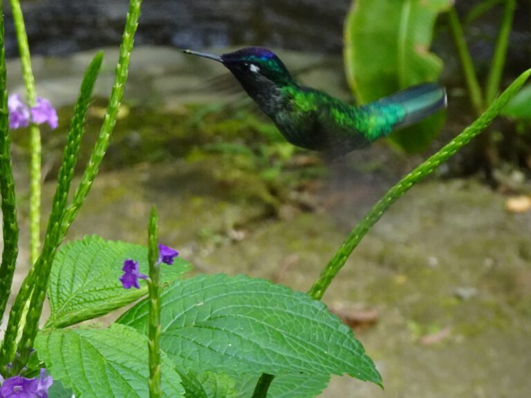 Wildlife Spotting in Panama – 18 Exotic Animals and Where to See Them