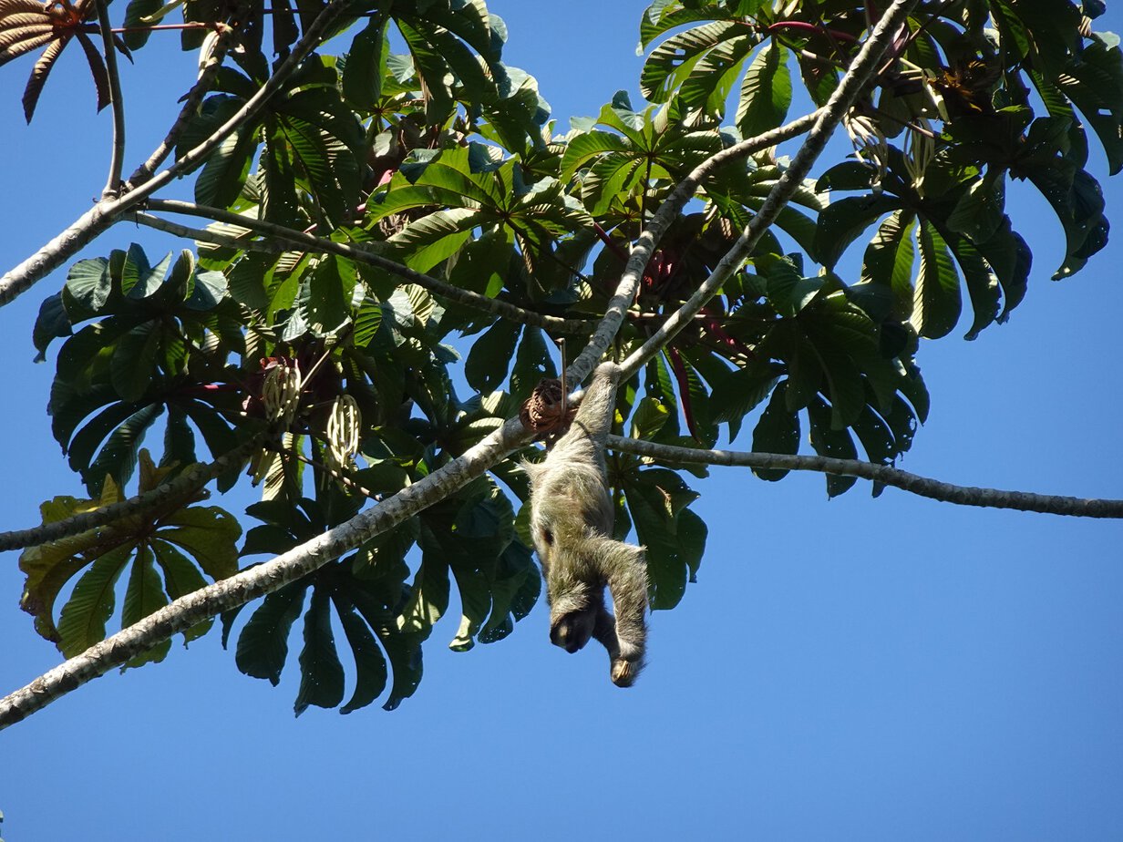 Wildlife Spotting in Panama – 18 Exotic Animals and Where to See Them ...