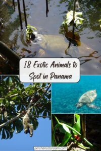 Wildlife Spotting in Panama – 18 Exotic Animals and Where to See Them ...