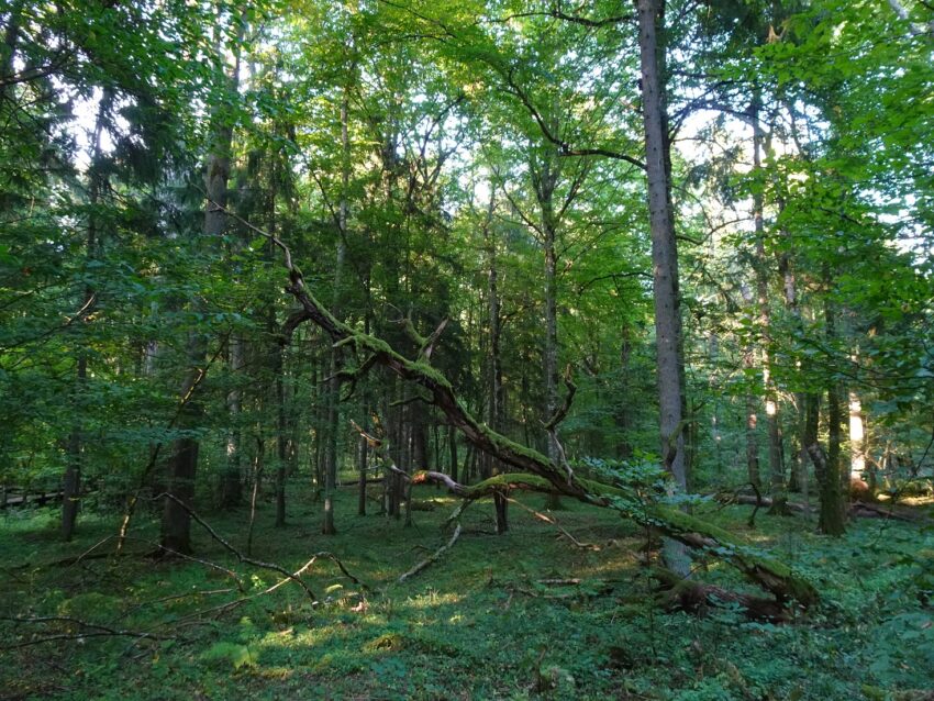 How to Take a Tour of the Strictly Protected Area of Białowieża Forest ...