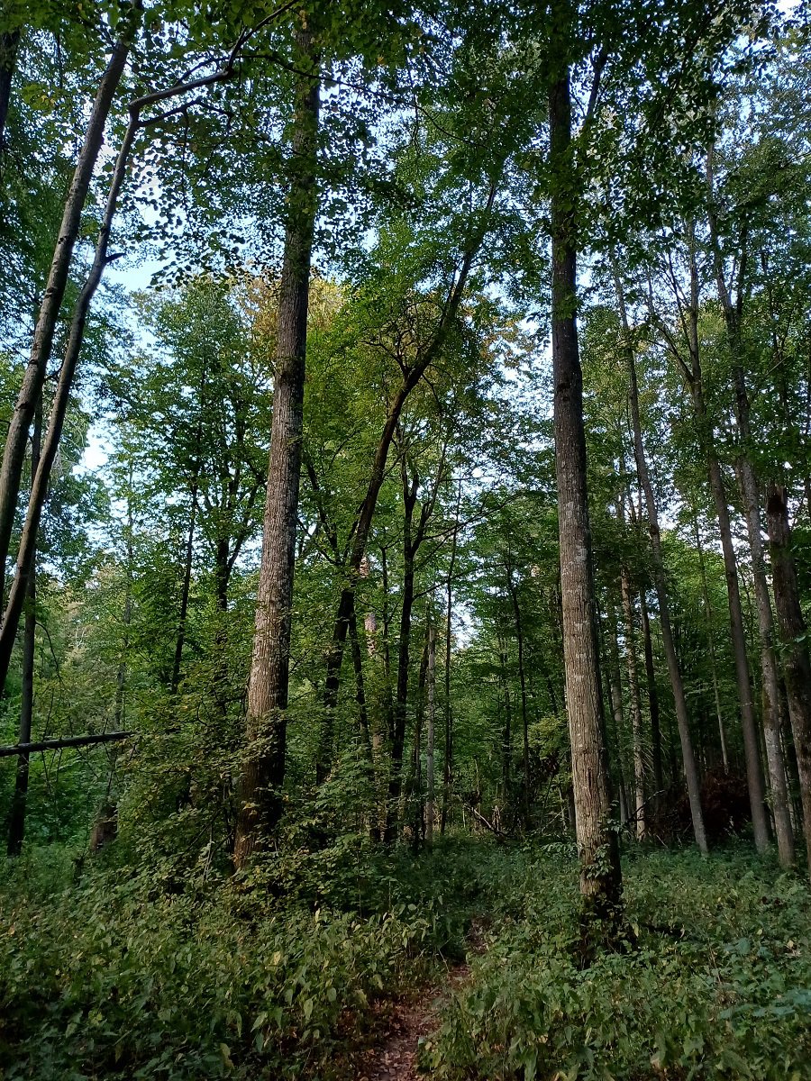 How to Take a Tour of the Strictly Protected Area of Białowieża Forest ...
