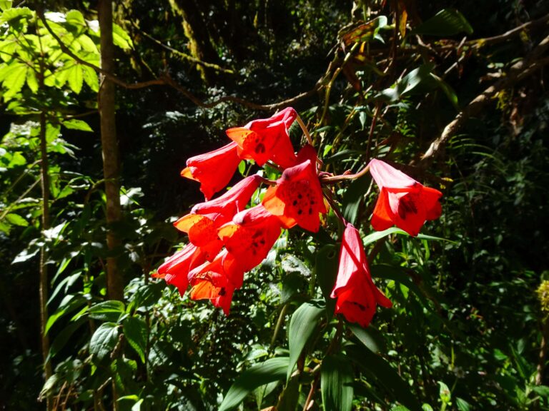 The Ultimate Guide to Volcán Barú – Panama’s Highest Mountain