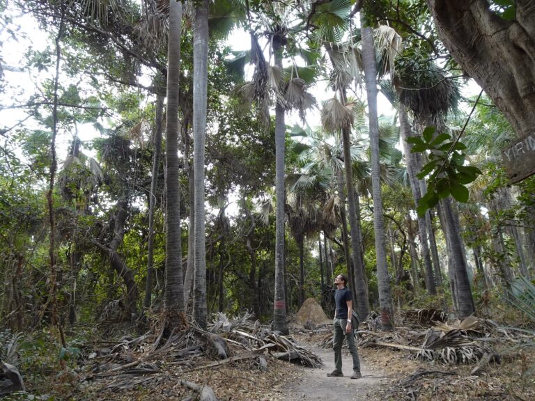 A Guide to the Monkey Park in Bijilo, The Gambia