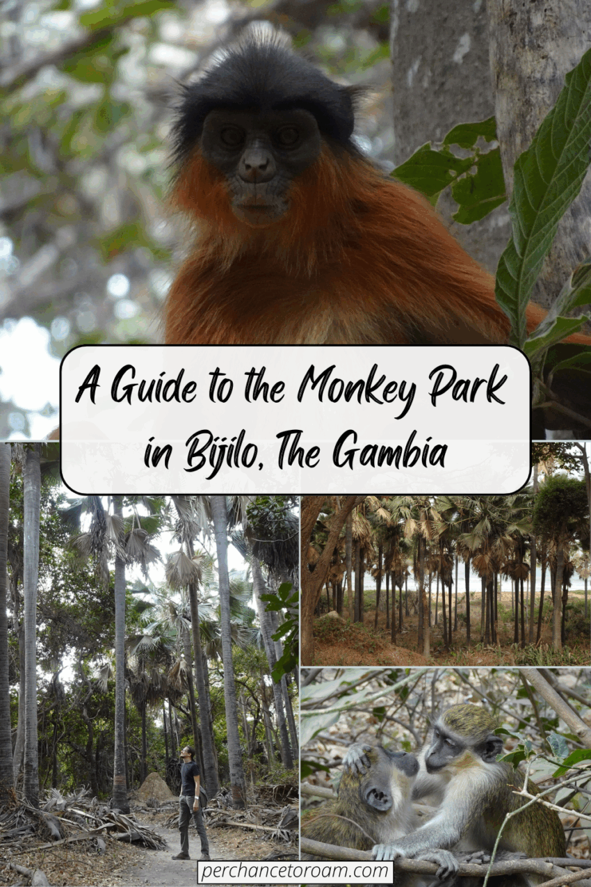 A Guide to the Monkey Park in Bijilo, The Gambia