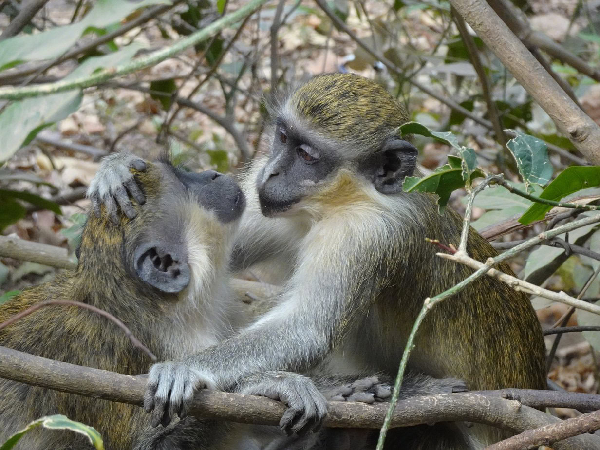 A Guide to the Monkey Park in Bijilo, The Gambia